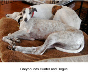 Adopt a senior greyhound – Bay Area Greyhound Adoption